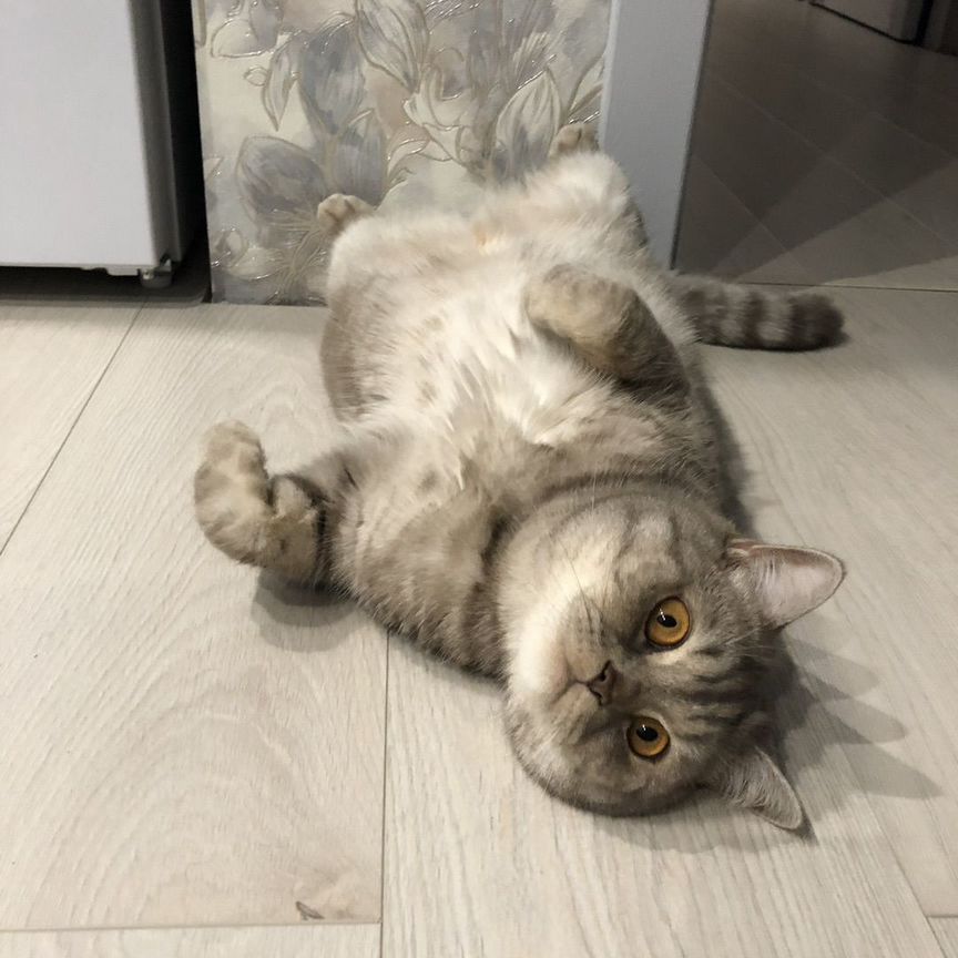 Британский кот