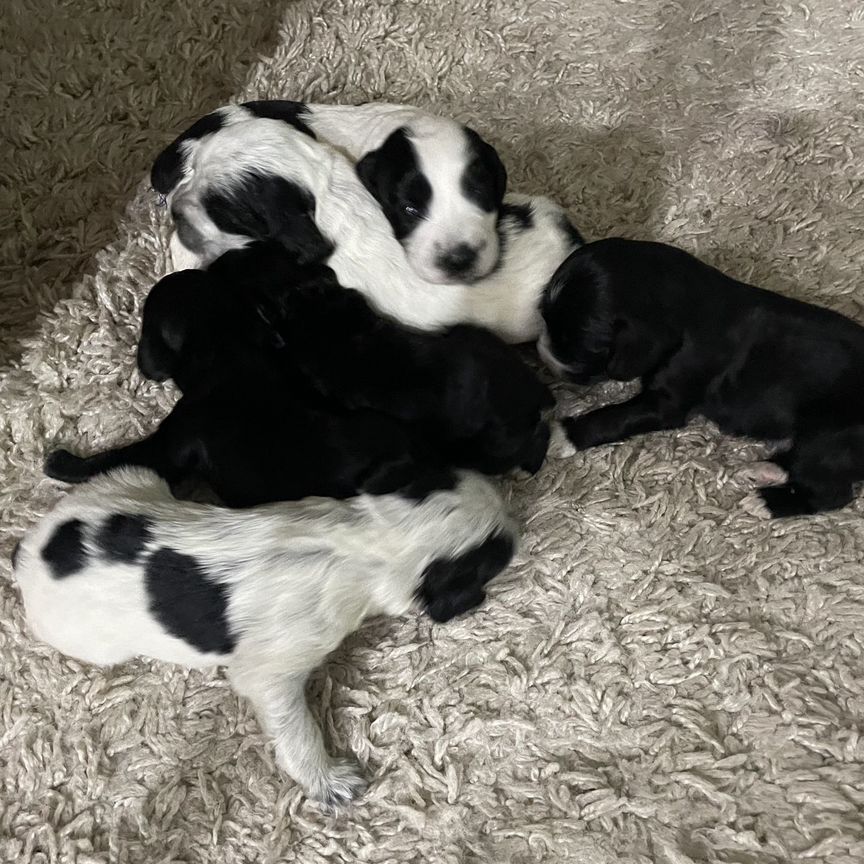 Щенки русского спаниеля