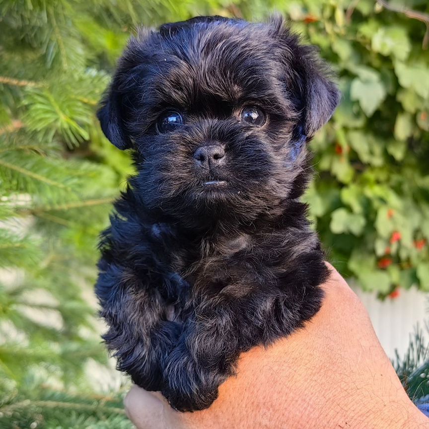 Щенки аффенпинчера