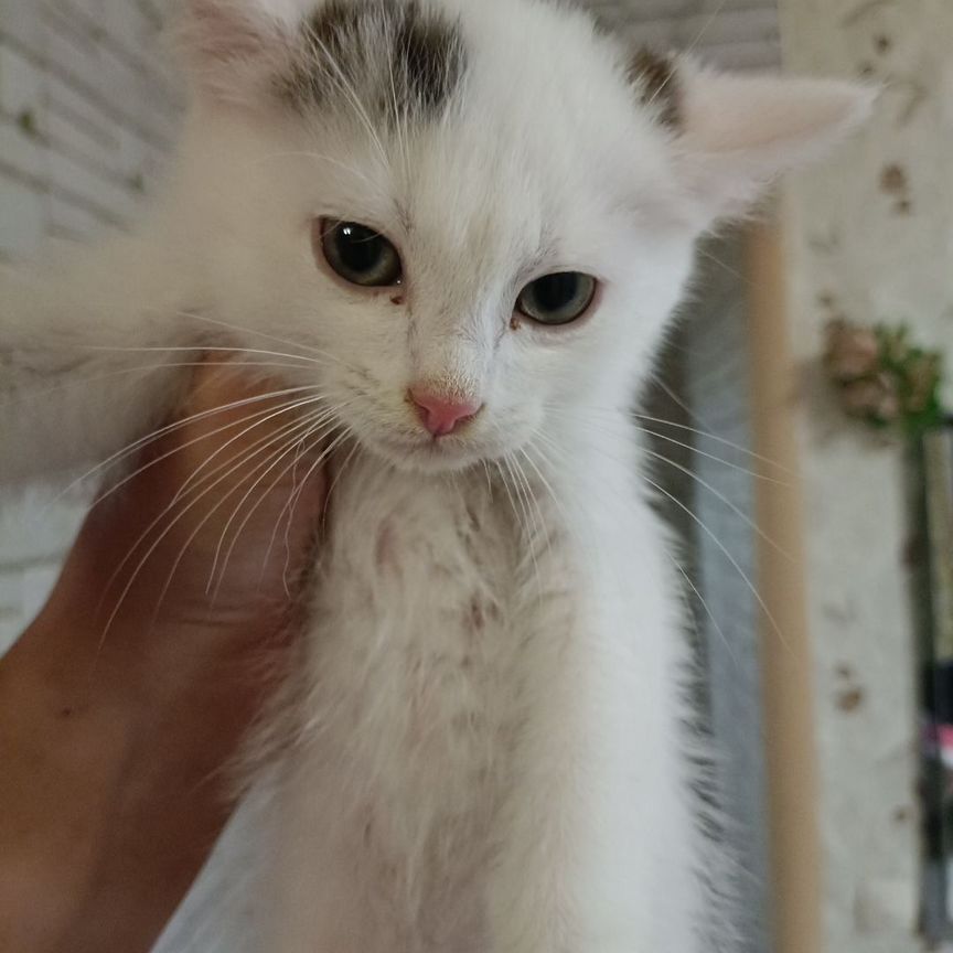 Котенок мальчик найденыш бесплатно