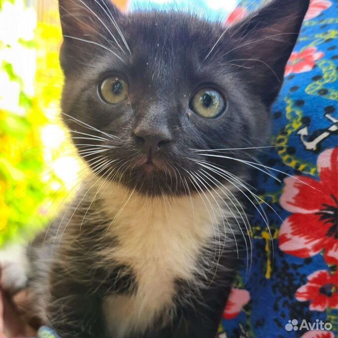 Котята в добрые руки. Срочный поиск дома