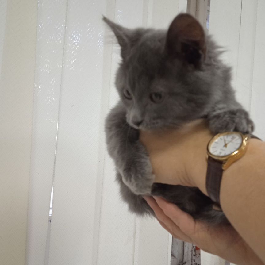 Котенок
