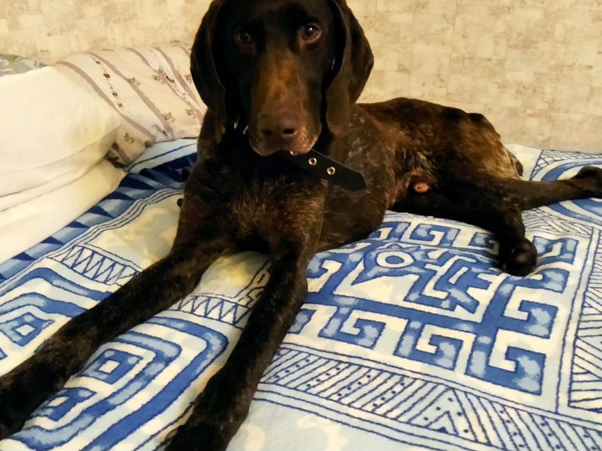 Собака в добрые руки отдам бесплатно курцхаар