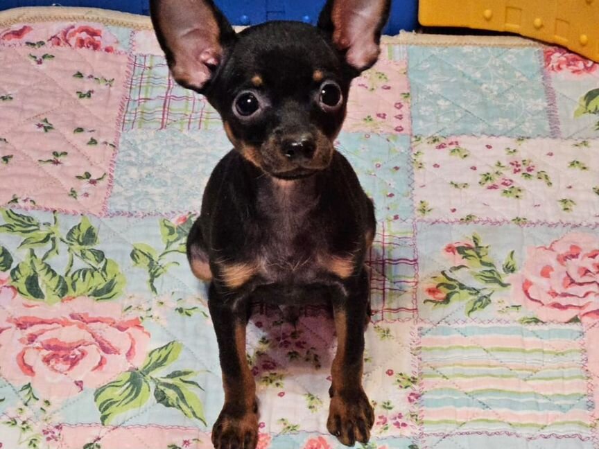 Русский той-терьер