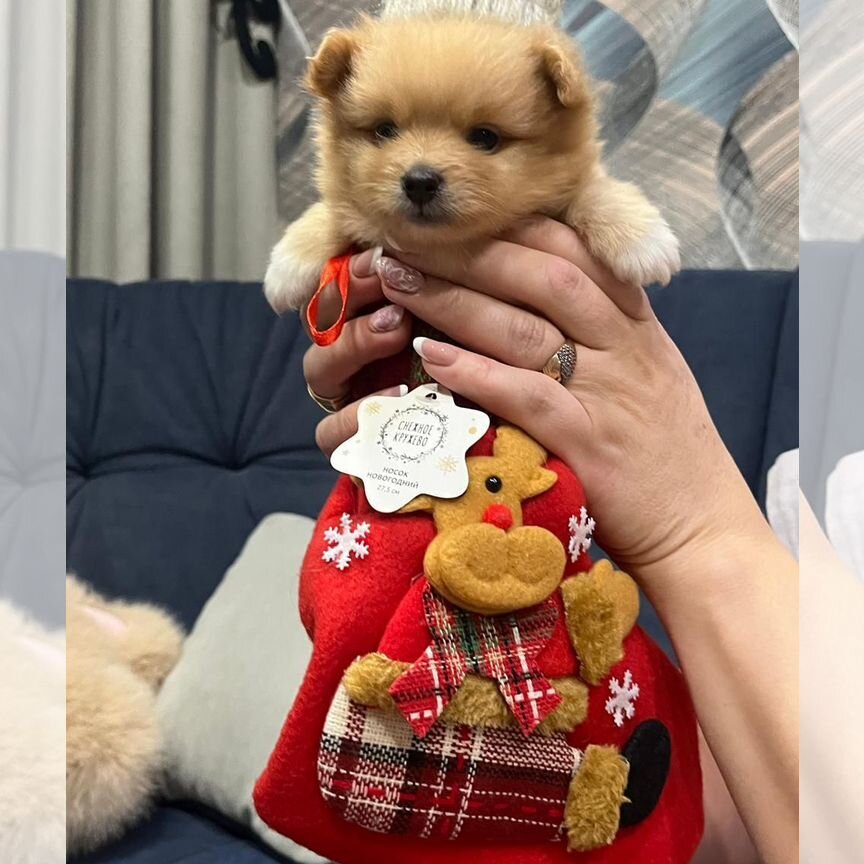 Немецкий шпиц, щенок