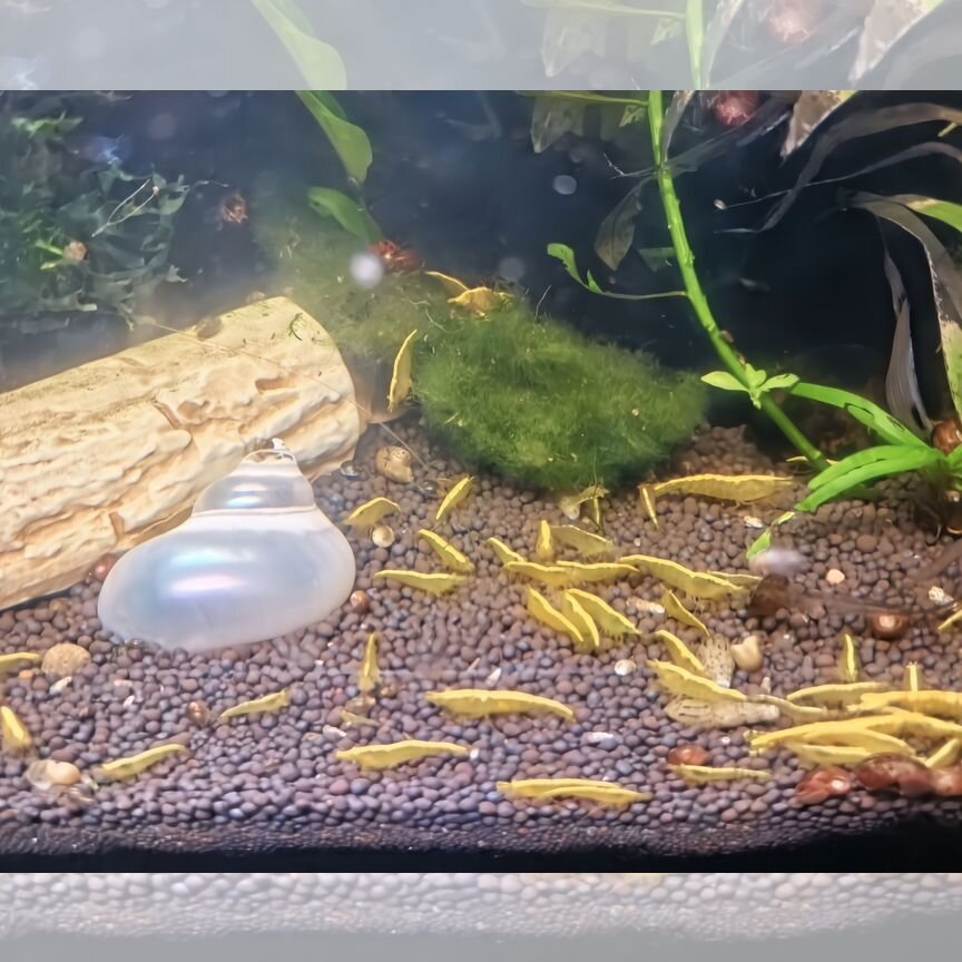 Креветки и рыба