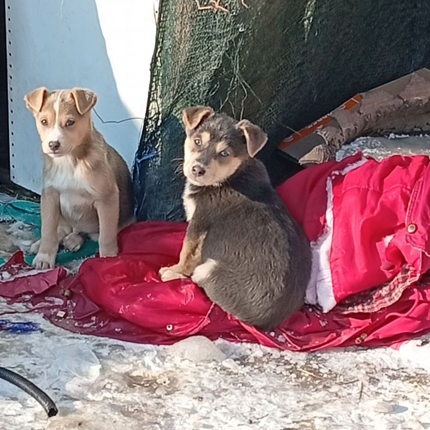 Щенок в добрые руки