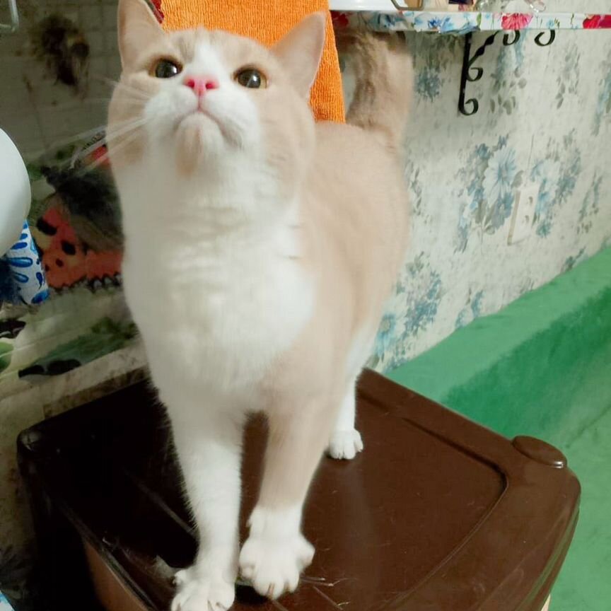 Молодой кот в добрые руки