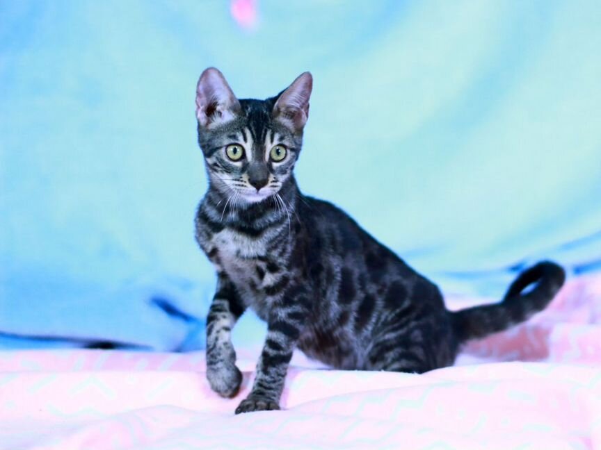 Бенгальская кошка