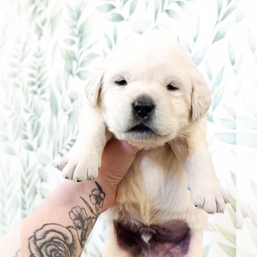 Лабрадор-ретривер, щенок