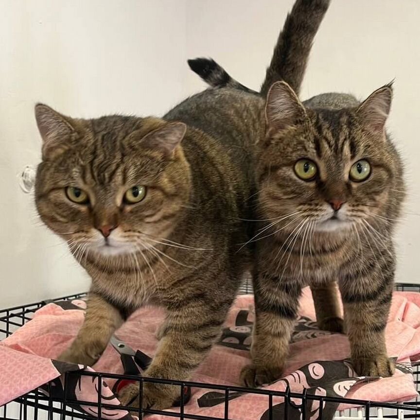 Взрослый кот в добрые руки