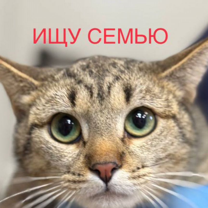 Бабушка слезно просит найти дом Пеппи