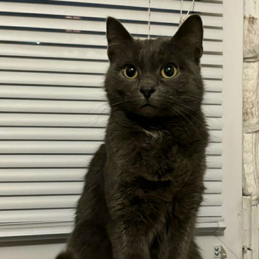 Взрослый кот в добрые руки