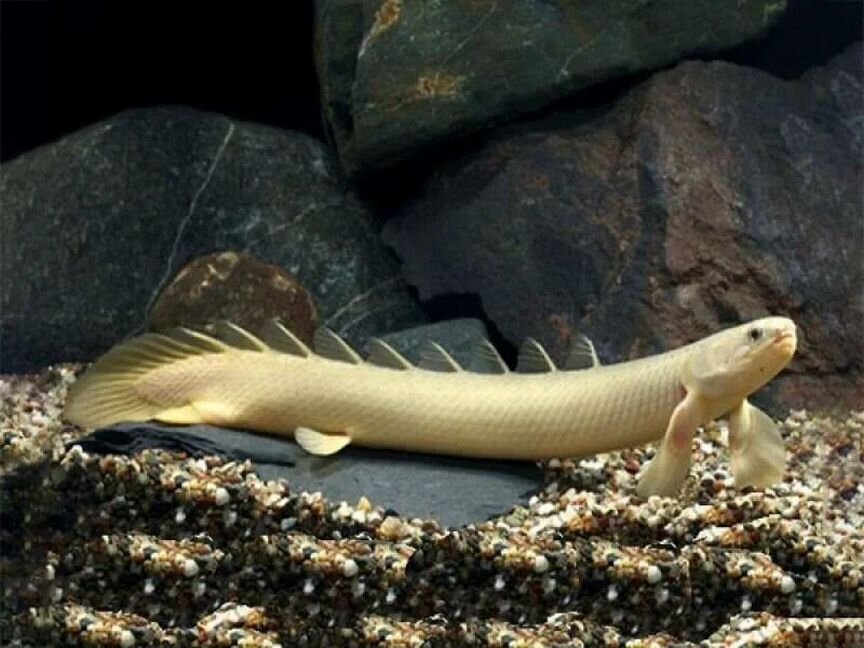 Полиптерус сенегальский