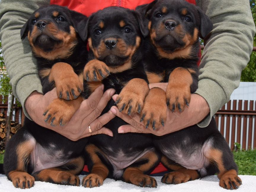 Щенки ротвейлера