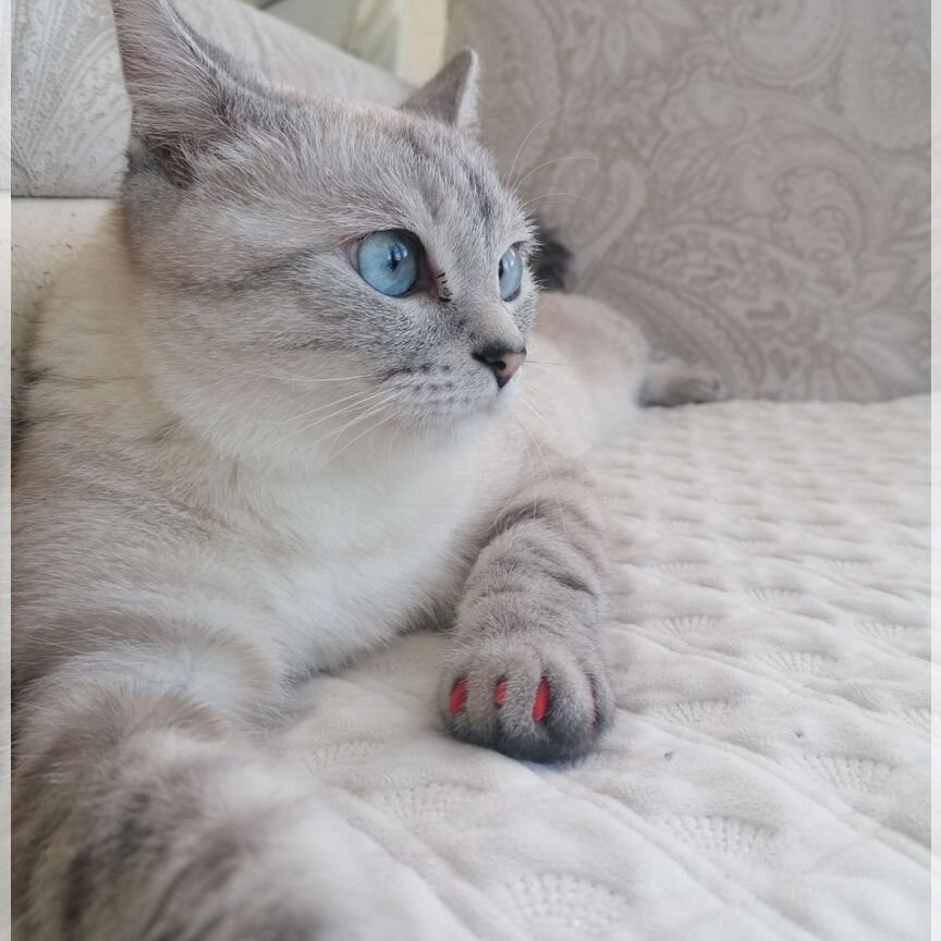 Кошка стерилизованная домашняя
