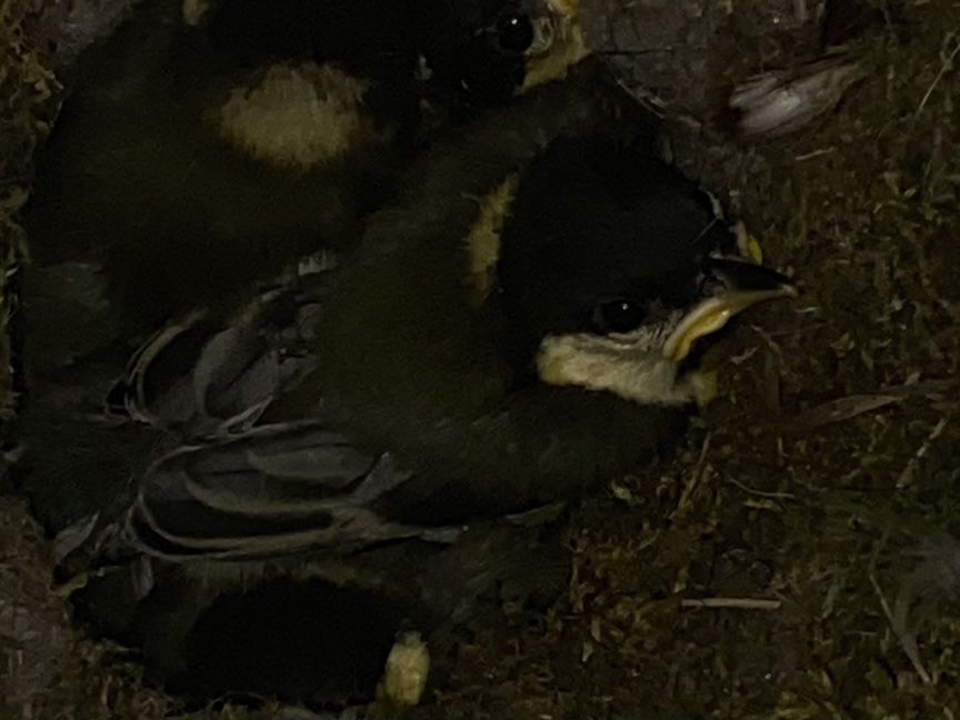 Цыпленок синичка