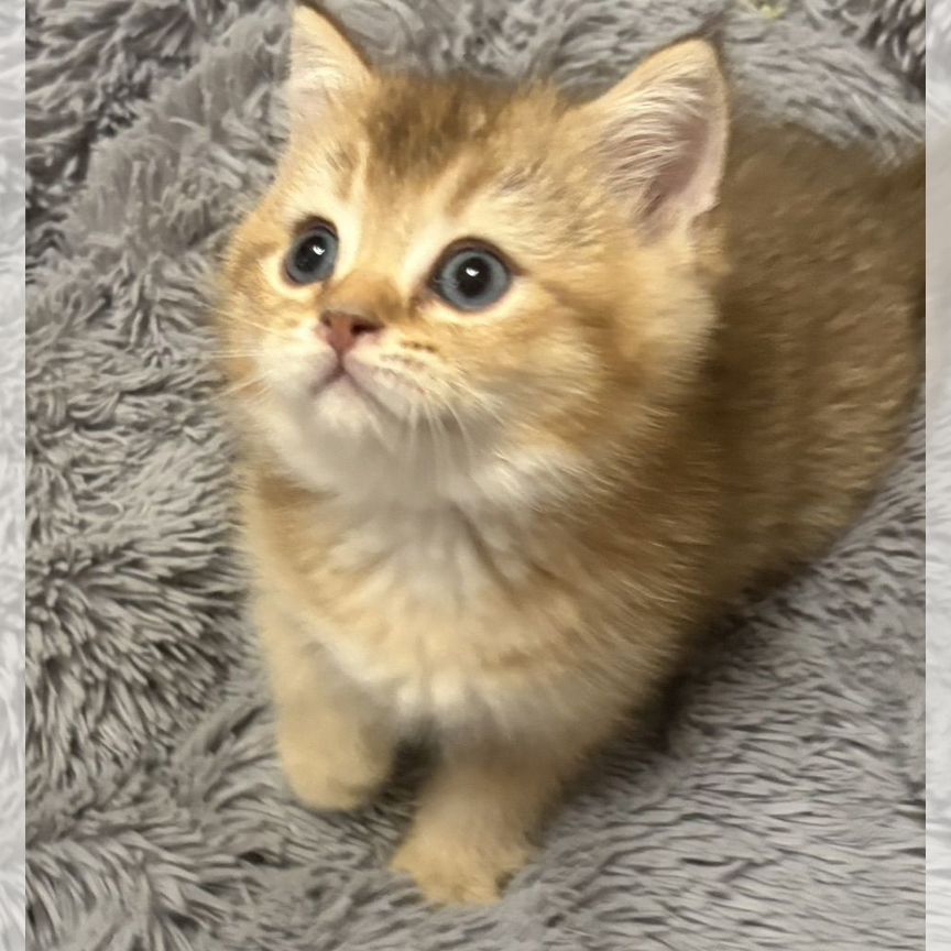 Британский короткошёрстный котёнок