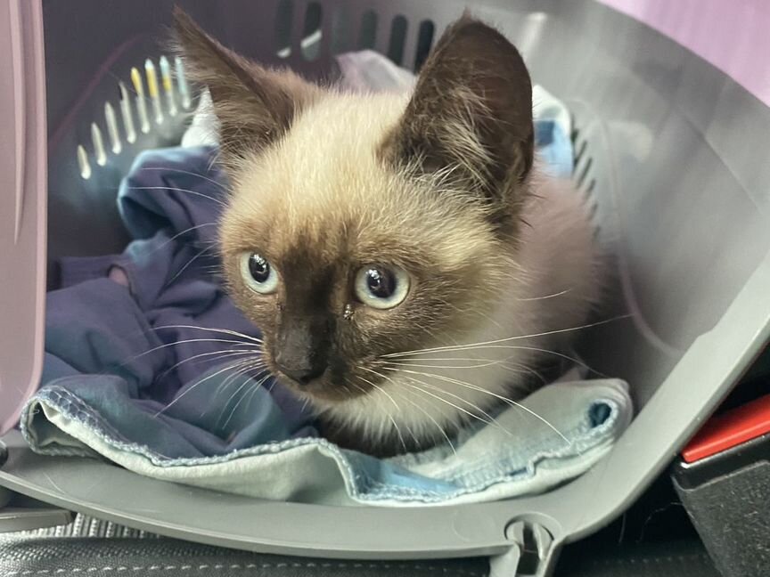 Сиамские котята бесплатно