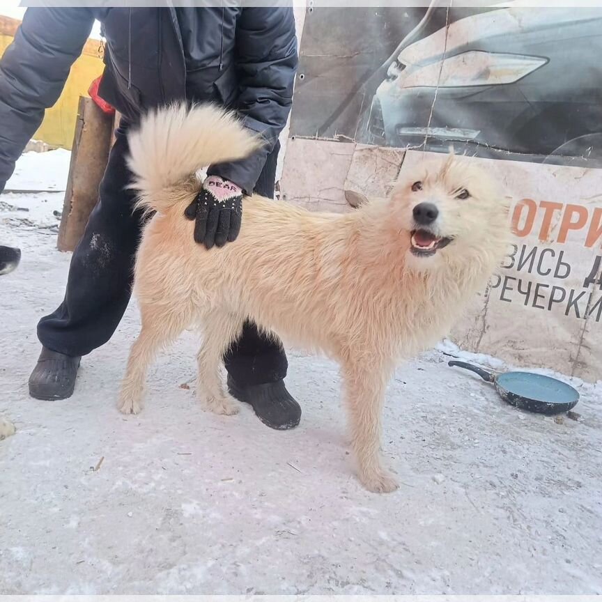 Пашка ищет дом)