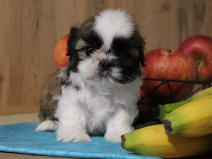 Щенки ши-тцу с документами