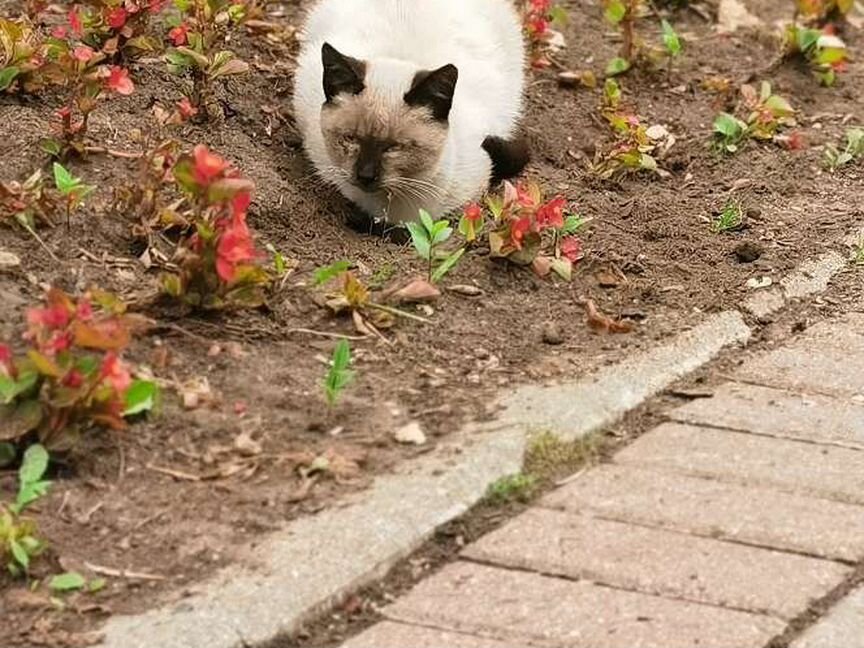 Сиамский котенок ищет дом