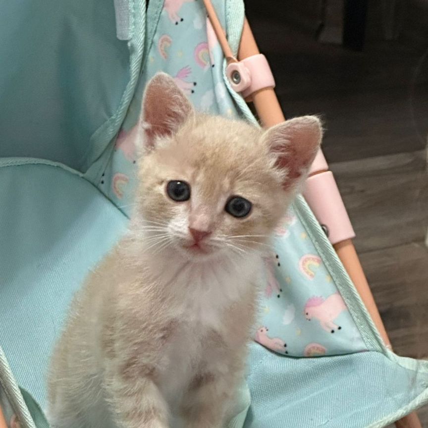 Котята