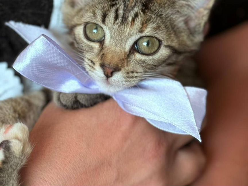 Сабрина - котенок из приюта ищет дом