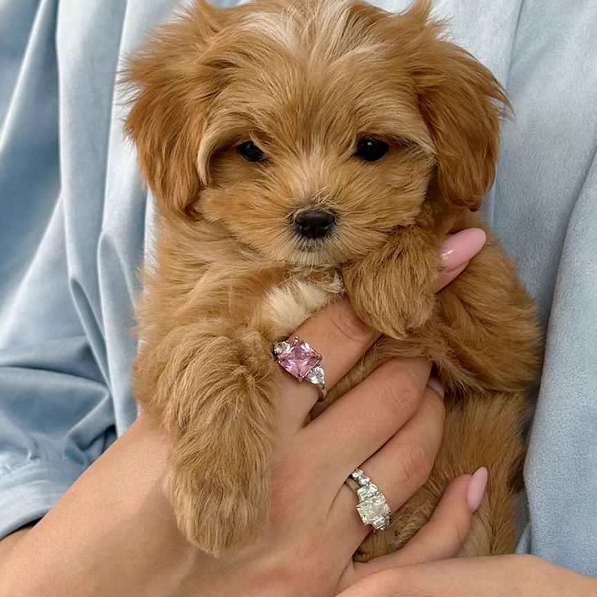 Мальтипу, щенок