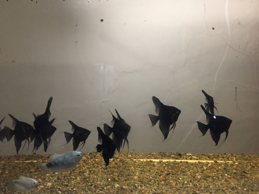 В наличии взрослые Рыбки,готовые к нересту