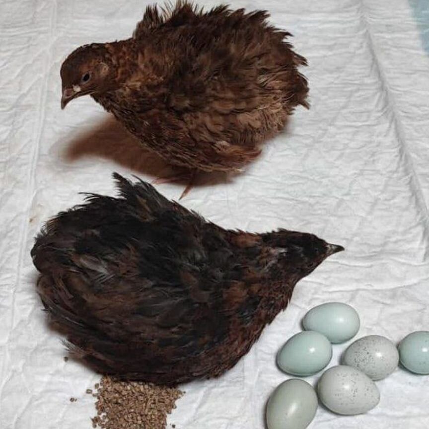 Селадон перепела