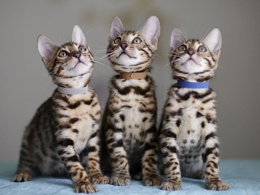 Бенгальские котята с документами