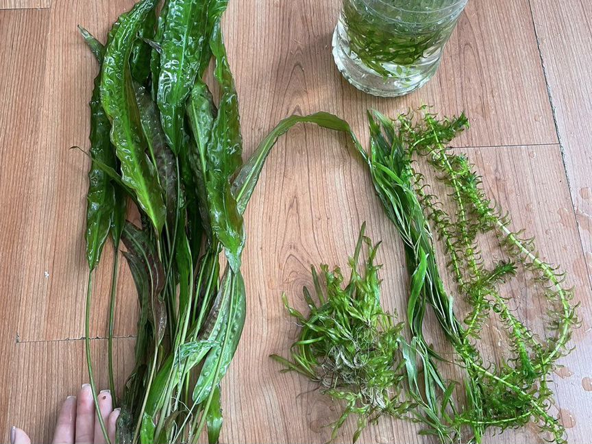 Аквариумные растения