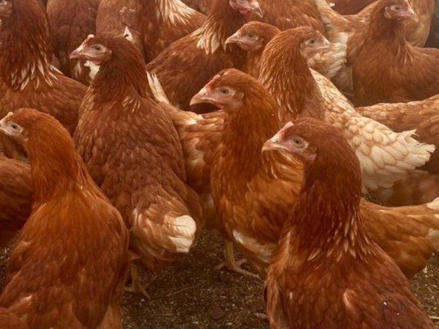 Куры молодки