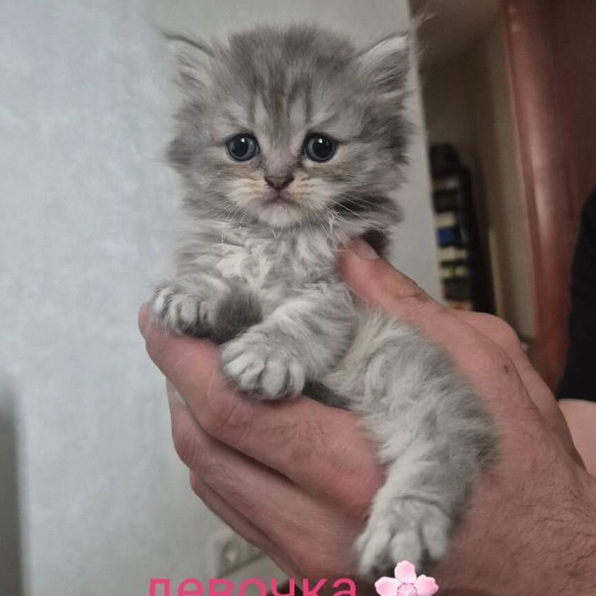 Шотландский прямоухий длинношёрстный котёнок