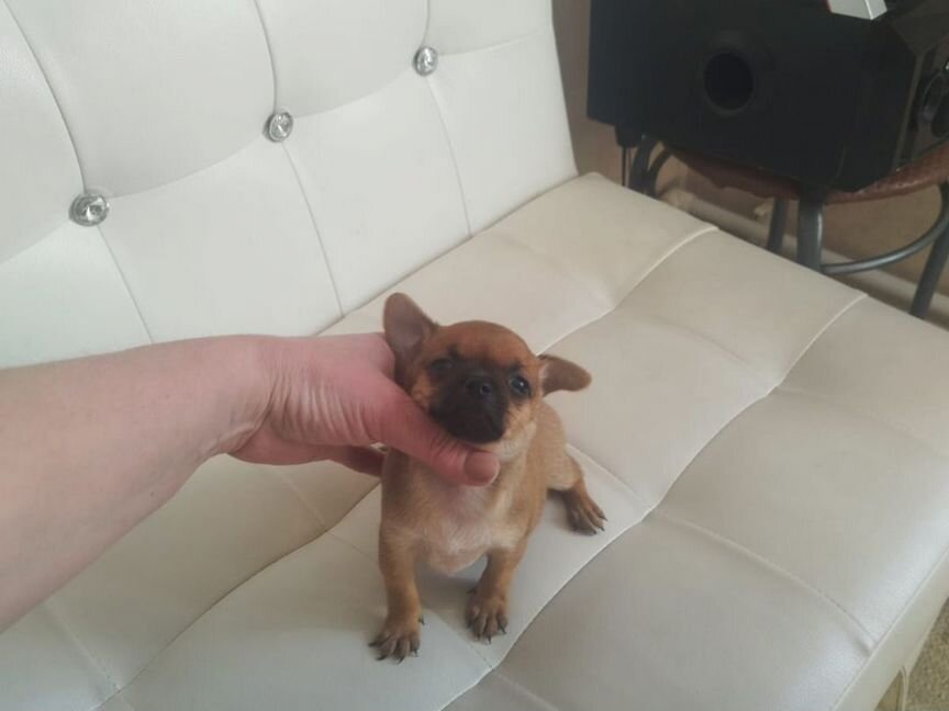 С Р О Ч Н О чихуахуа девочка