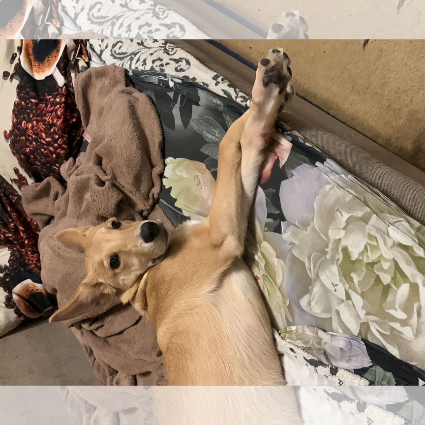 Щенок в добрые руки