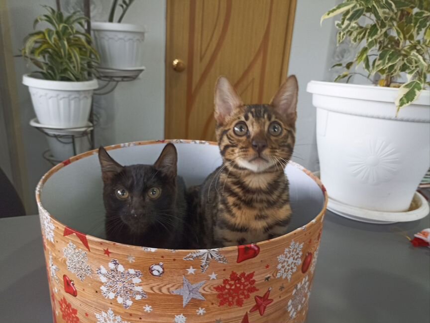 Бенгальские котята