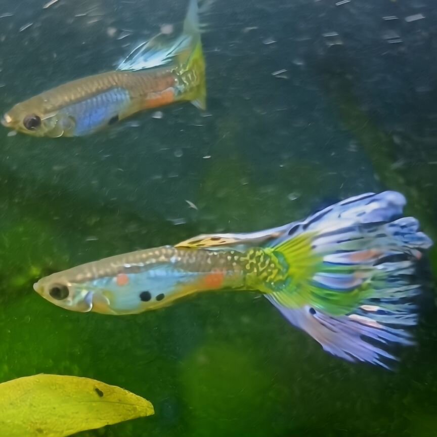 Рыбки гуппи эндлера