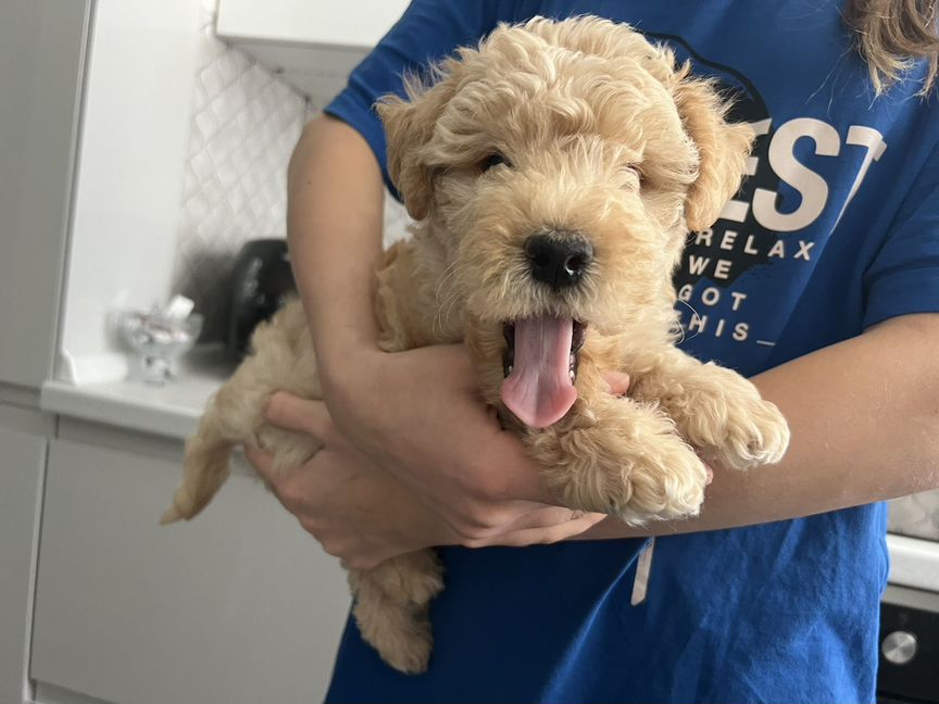 Собаки щенки маленькой породы