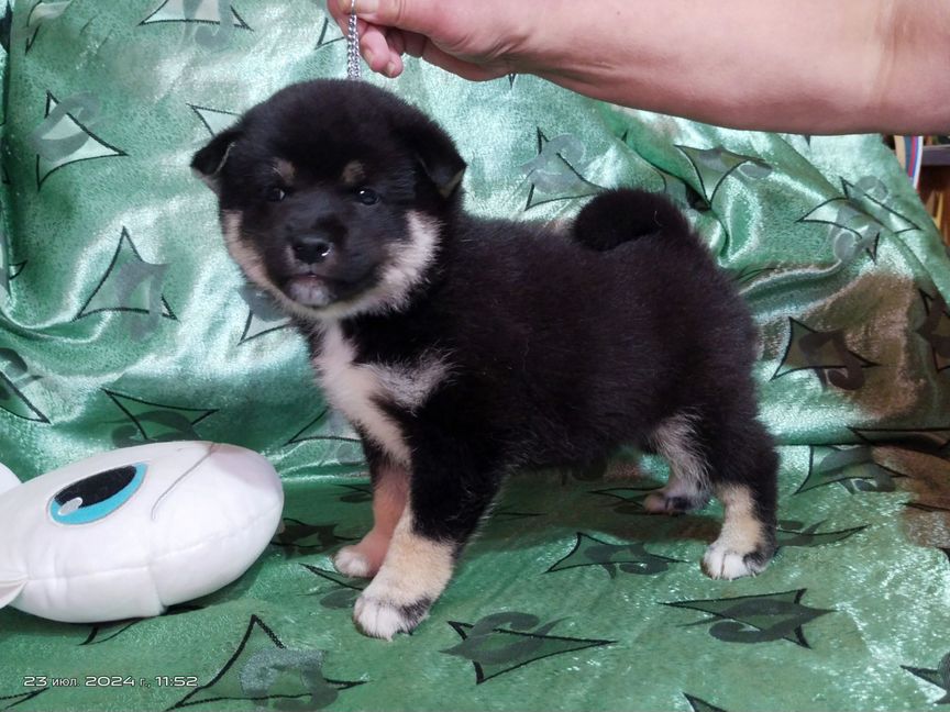 Сиба ину щенки