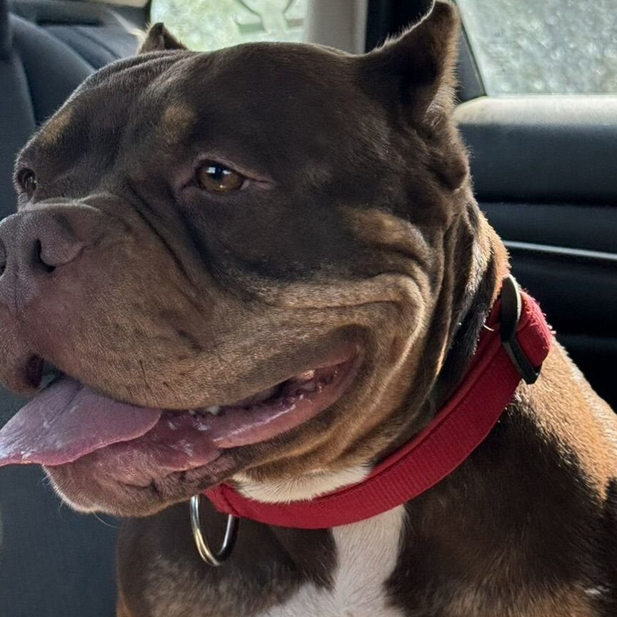 Американский булли, взрослая собака