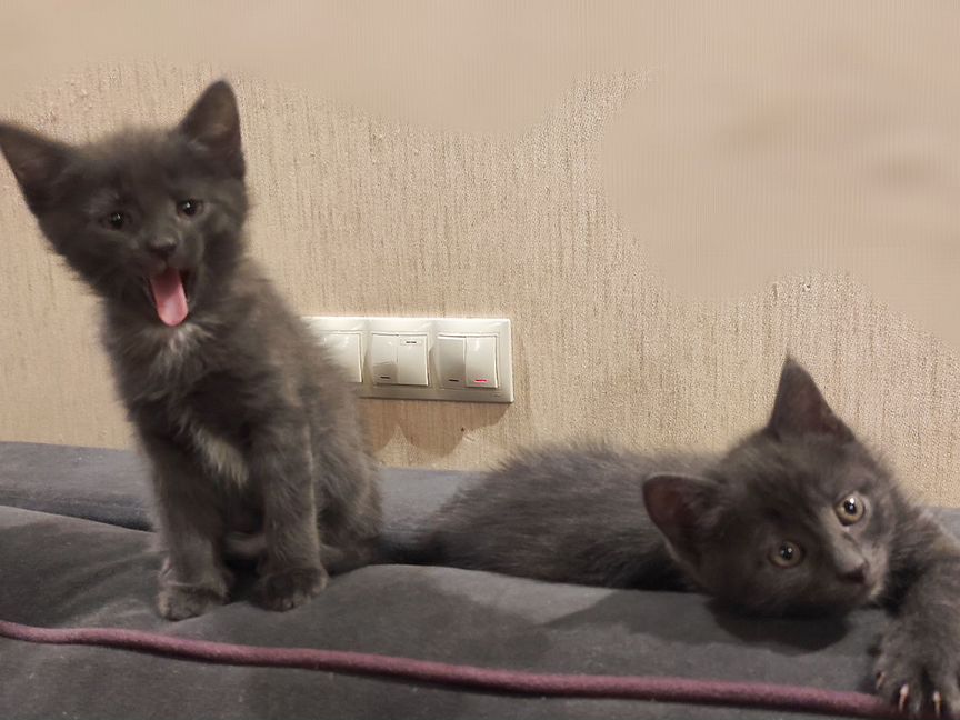 Котята к Новому году