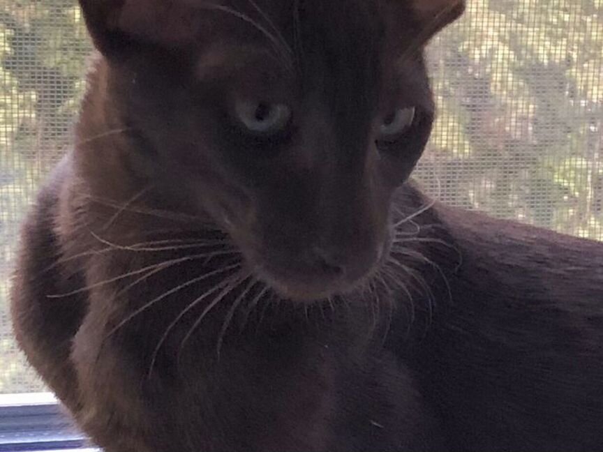 Ориентальные котята