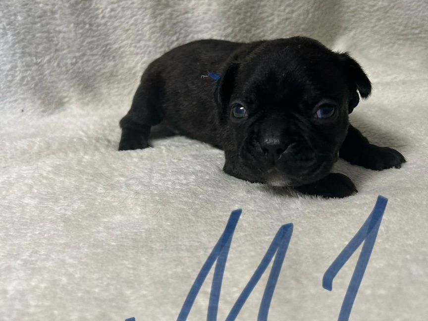 Счатье в дом