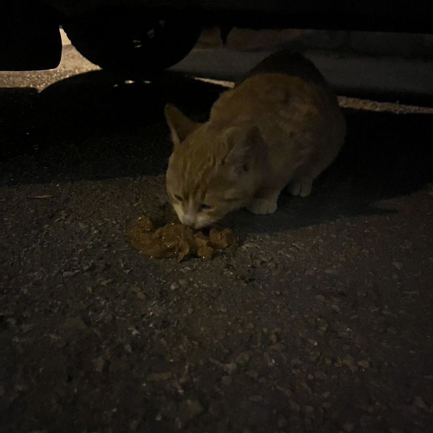 Котенок-малютка замерзает на улице
