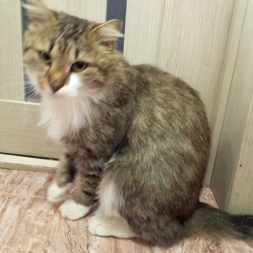 Котика нашли в мороз на остановке