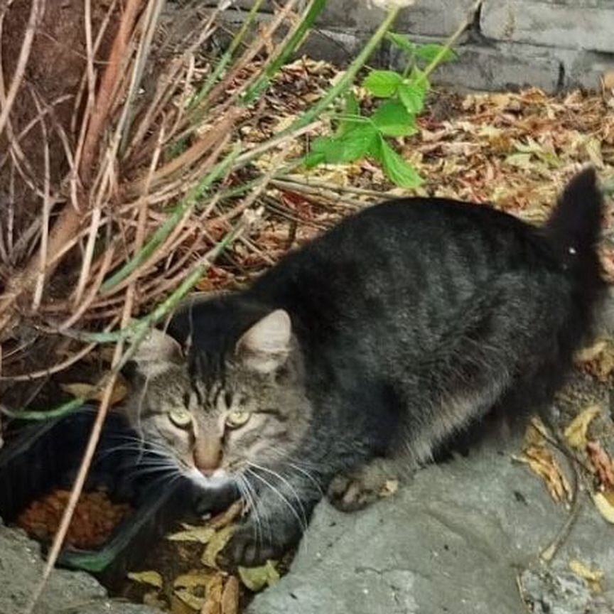 Красивый кот