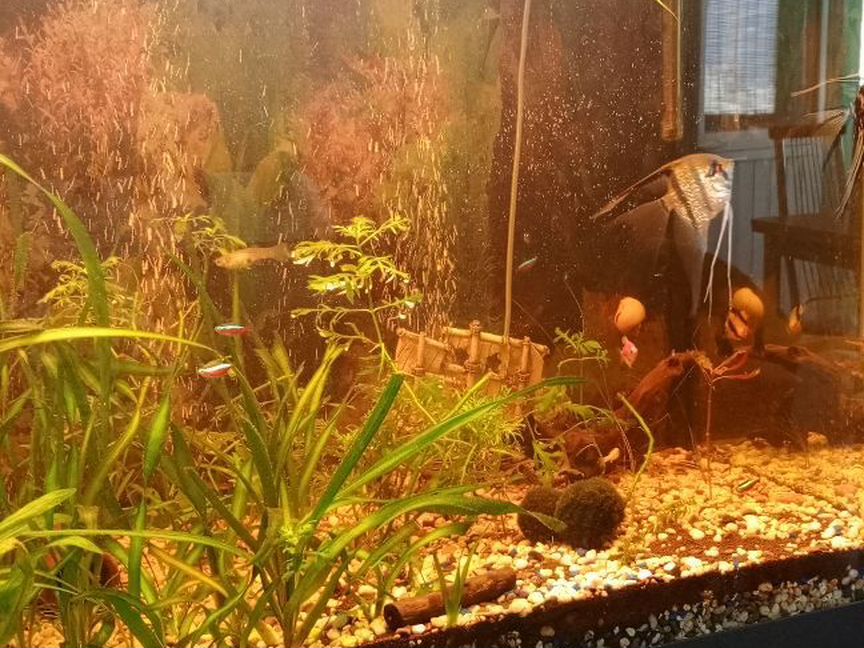 Аквариум 600л с рыбами и растениями
