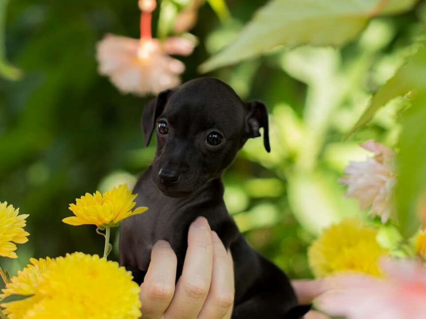 Щенки левретки